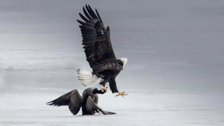 Canada goose vs. bald eagle: Photographer captures bird battle on Lake Ontario