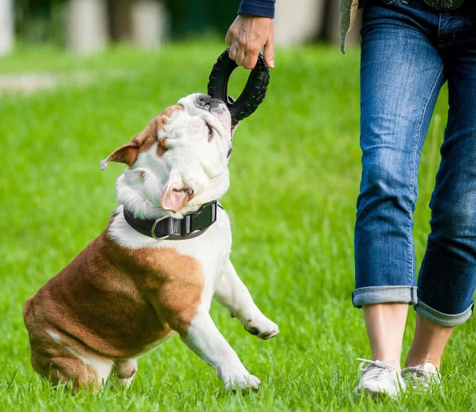 Pet health reset: 5 reasons to transform your dog's well-being