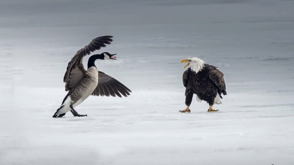 Canada goose vs. bald eagle: Photographer captures bird battle on Lake ...