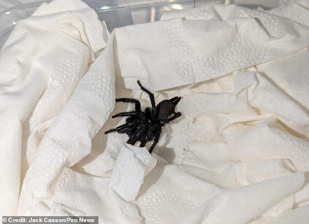 Urgent warning to Britons as Europe's largest SPIDER arrives in the UK