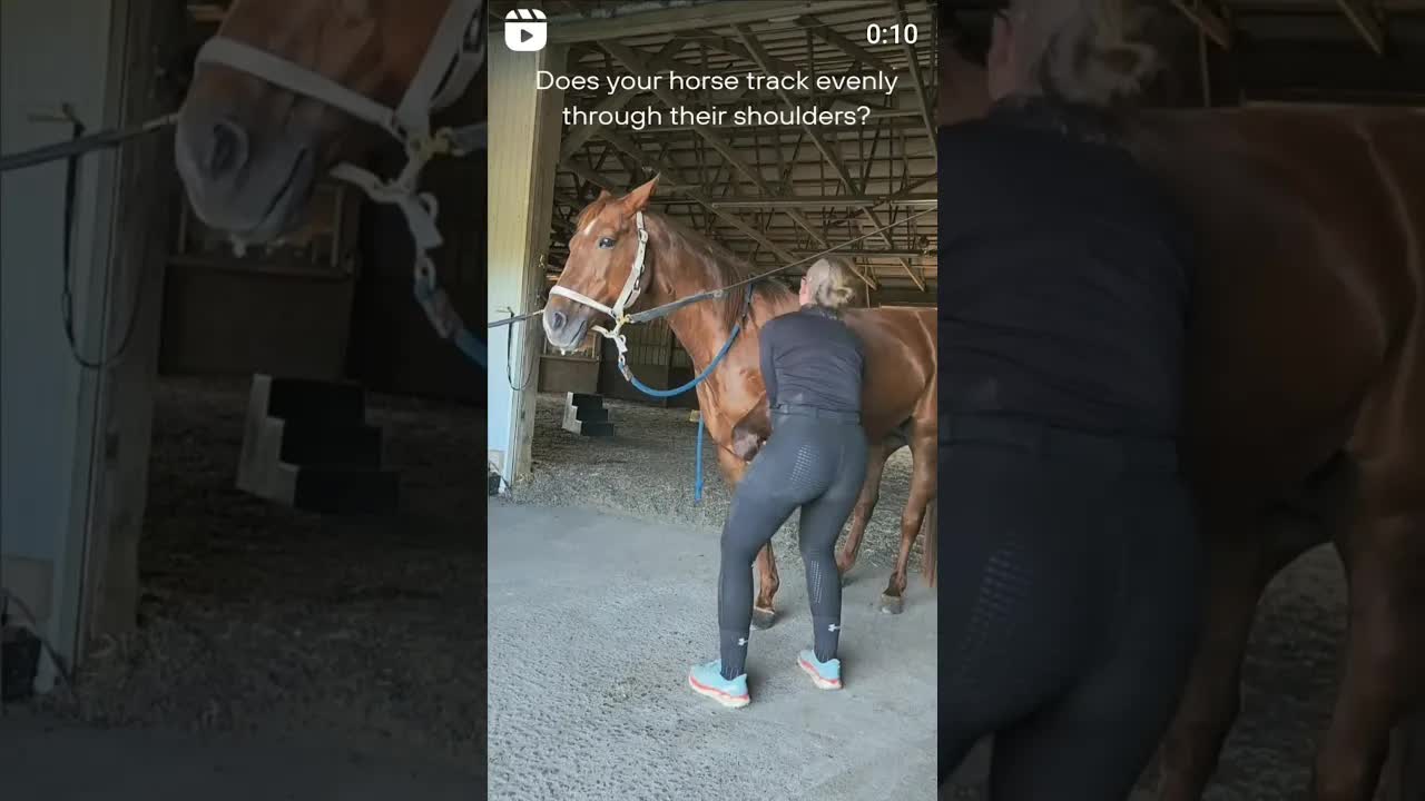 Horse Shoulder Tracking: Even Gait Assessment