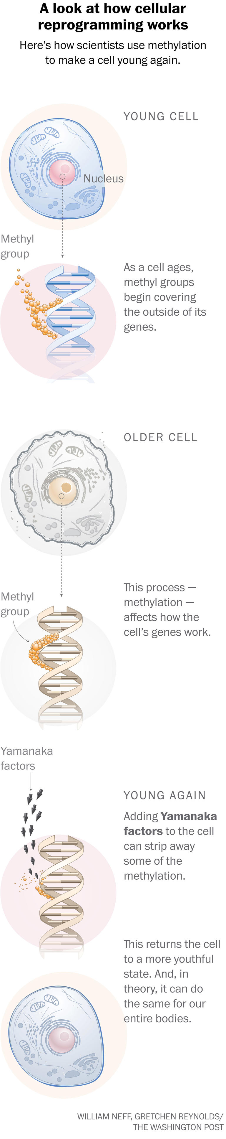 Inside the scientific quest to reverse human aging