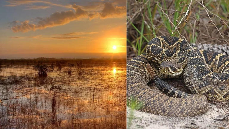 10 Deadliest snake spots in the world featuring king cobra, Indian cobra, and other venomous ...