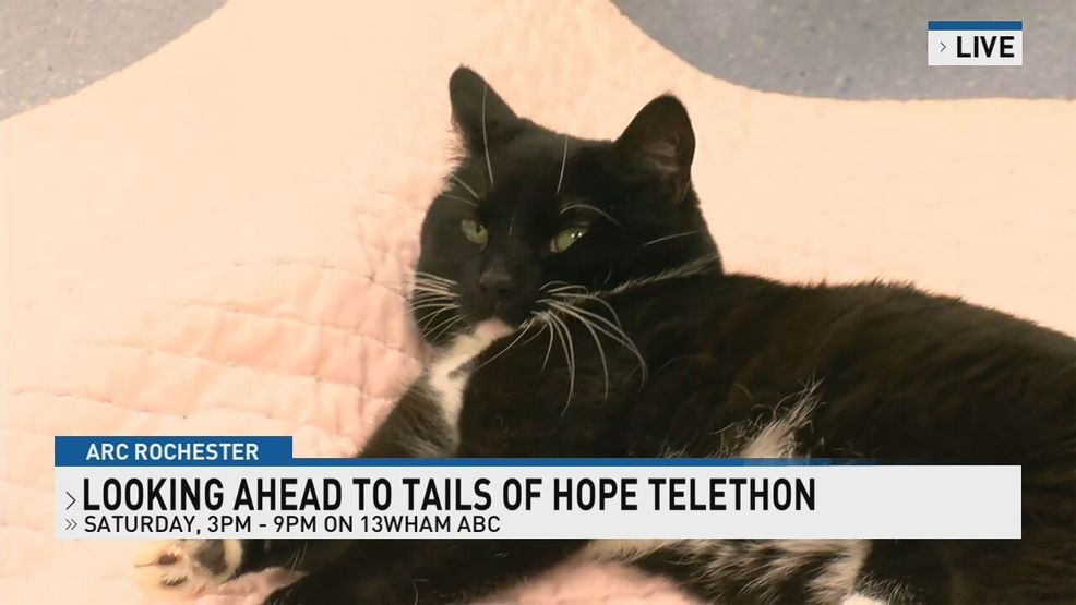 ARC Rochester: 3-5-2025