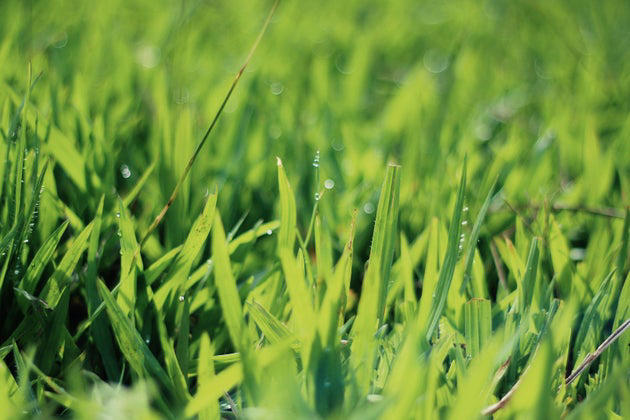 Gardeners Urged To Avoid Common Mowing Mistake This Spring Gardeners Urged To Avoid Common Mowing Mistake This Spring