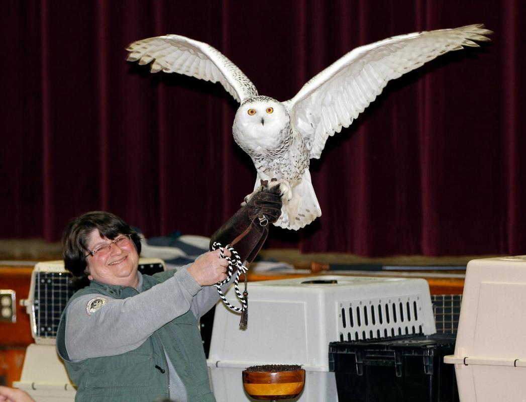 International Festival of Owls in Houston, MN