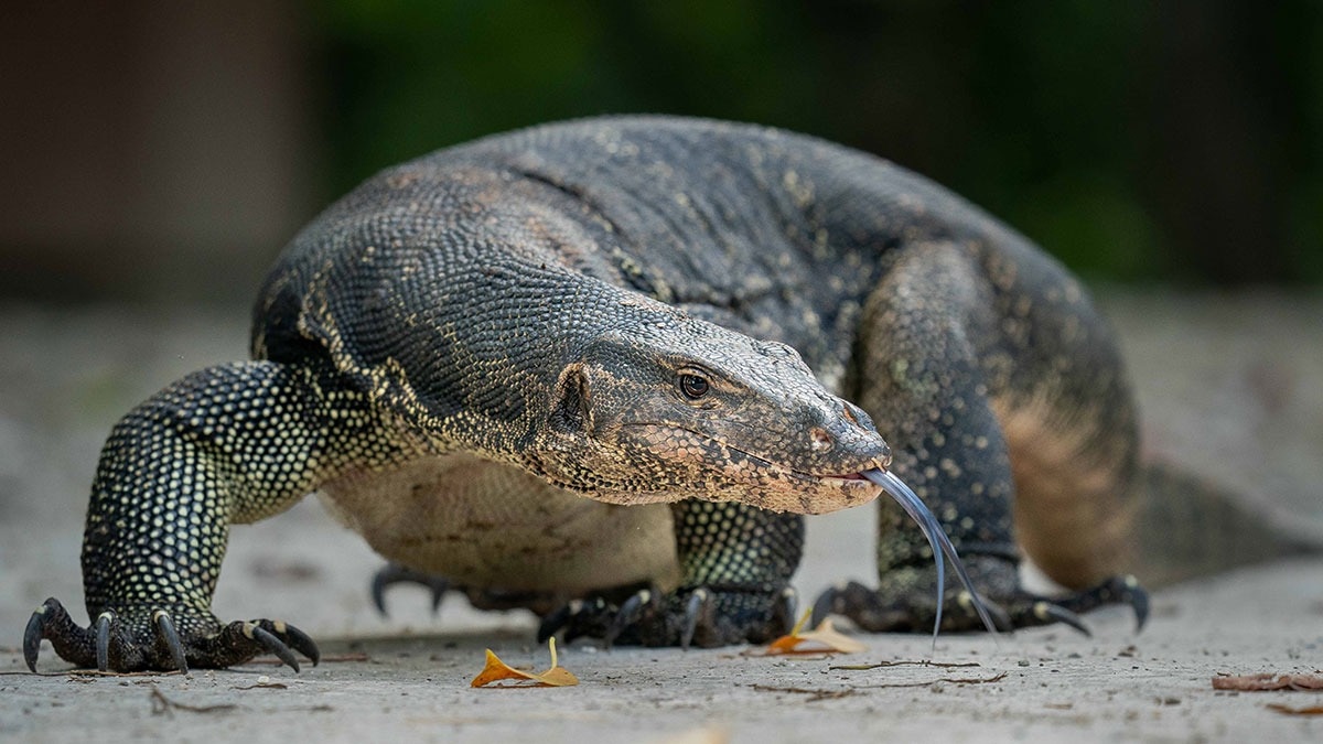 How 151 monitor lizard genitals tumbled out in a Maharashtra raid