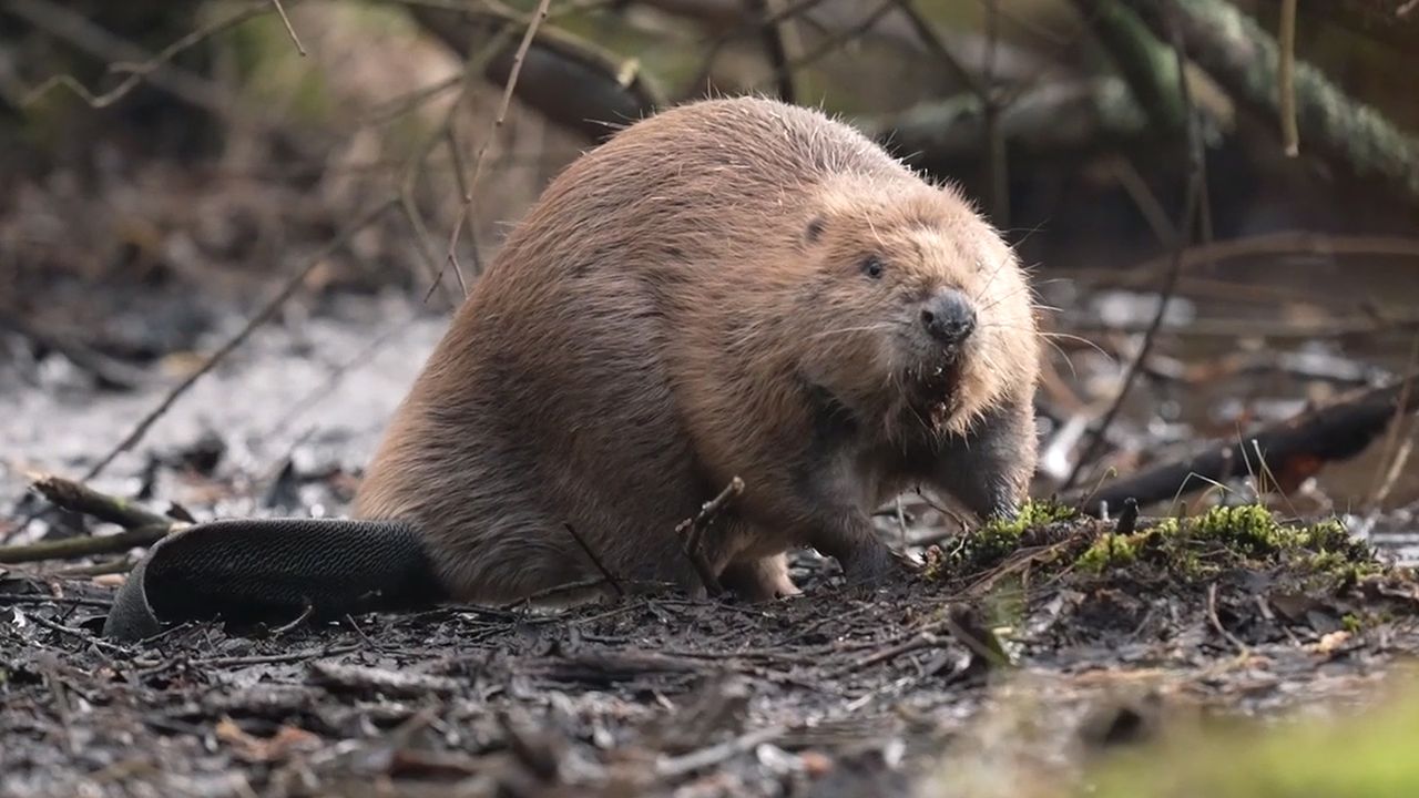 Beavers released into England waters in historic moment for rewilding