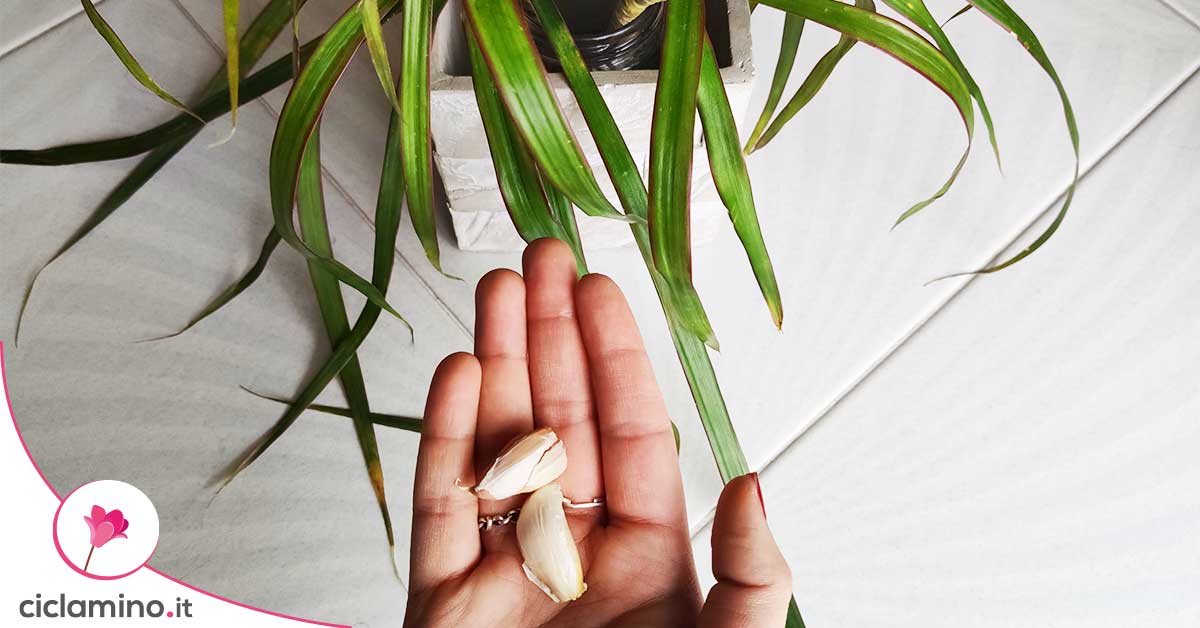 Con gli spicchi d’aglio puoi fare il decotto o il macerato per le ...