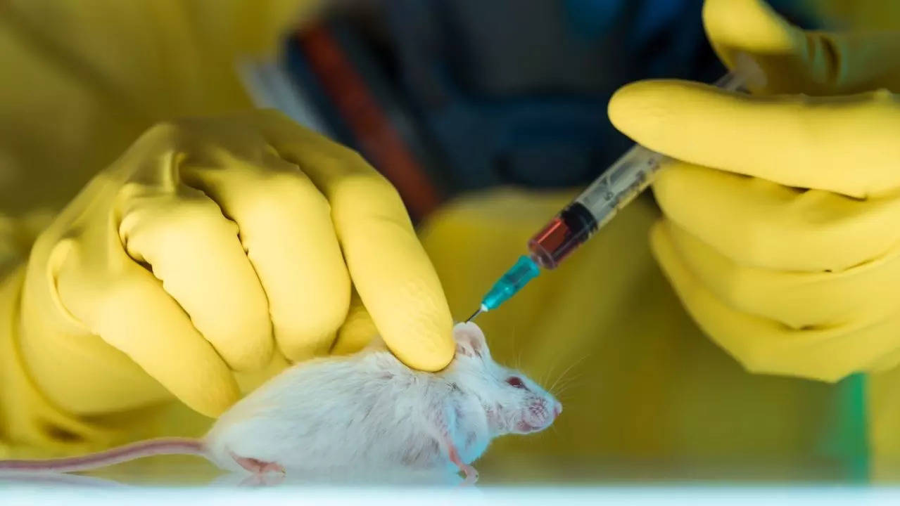 Donald Trump confuses transgenic mice with 'transgender mice'; what are ...