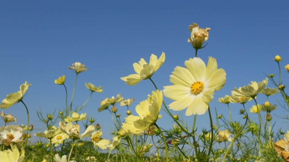 13 Unexpected Cosmos Colors to Grow in Your Garden This Year