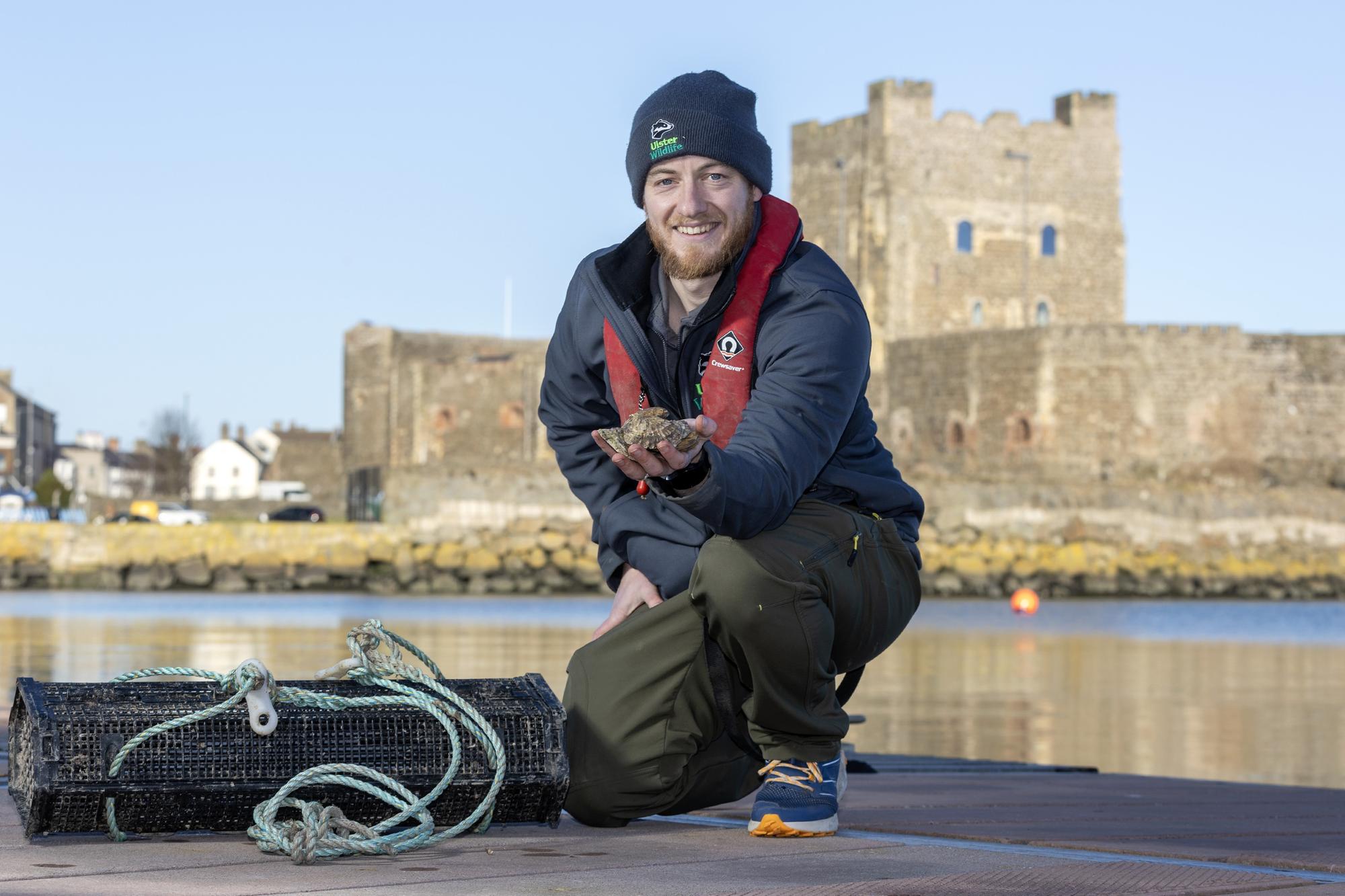 Native oysters return to Carrickfergus in major Belfast Lough ...