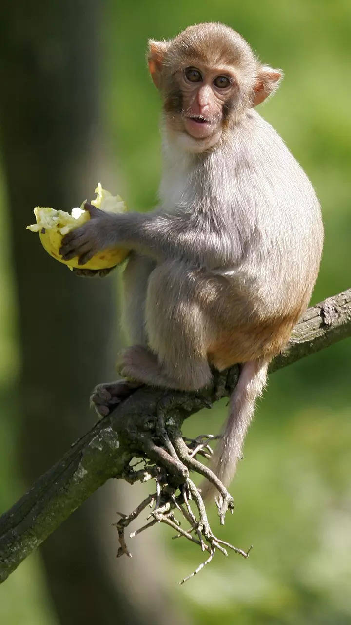 From monkeys to fish: Animals other than dogs that bark