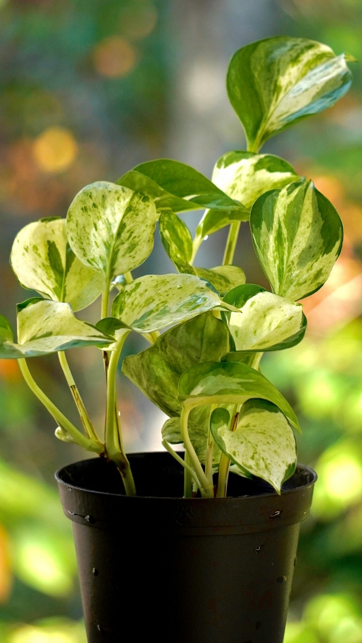9 tips to take care of a money plant