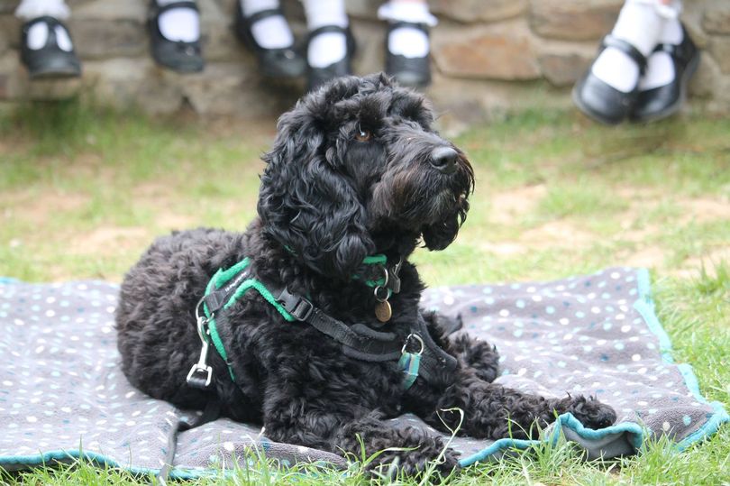 These are five naughtiest dog breeds- including labradors and cockerpoos