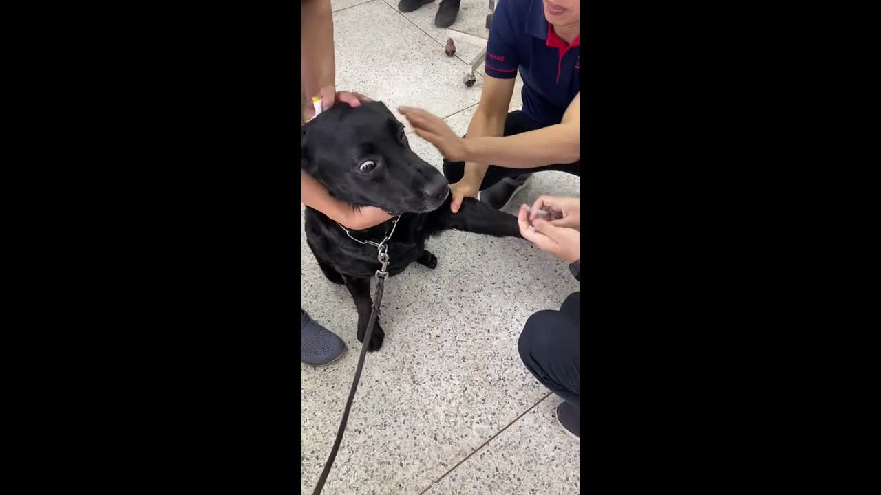 Brave dog stays still while getting blood drawn in Bangkok, Thailand