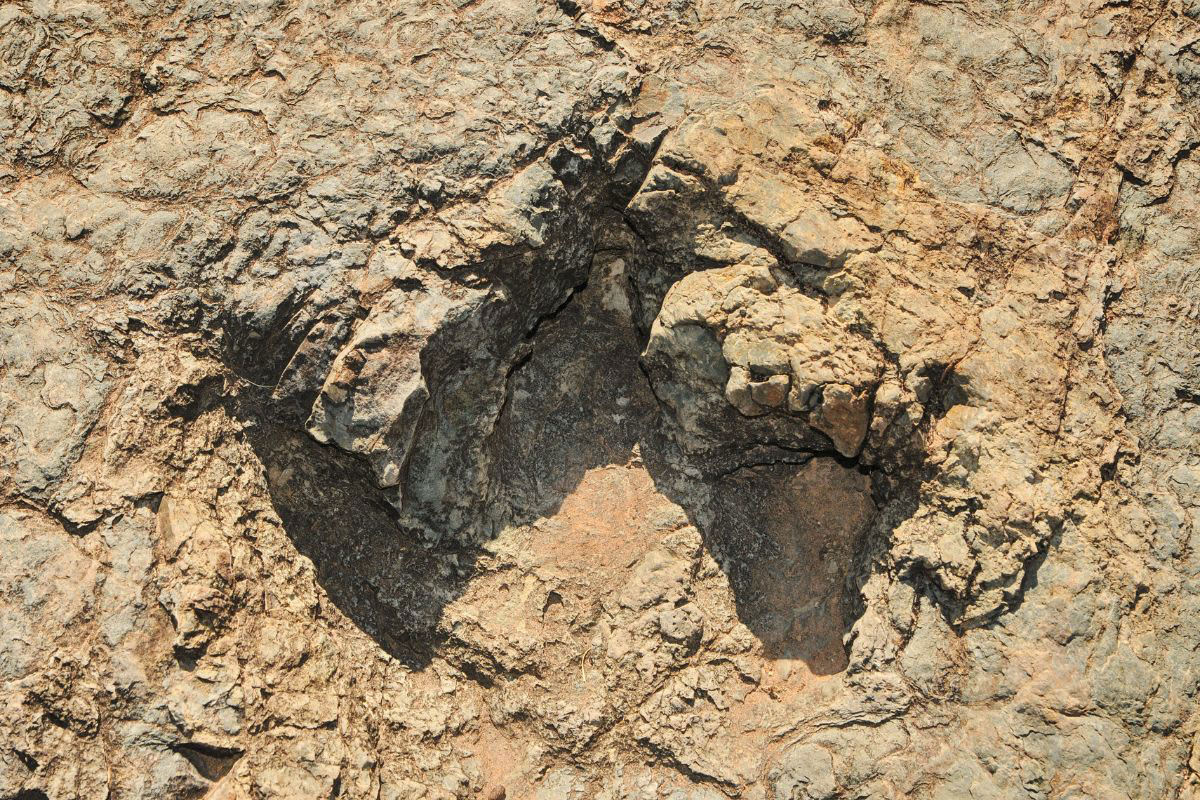Fossil Footprints Reveal Early Human Relatives Coexisted 1.5 Million ... Fossil Footprints Reveal Early Human Relatives Coexisted 1.5 Million ...