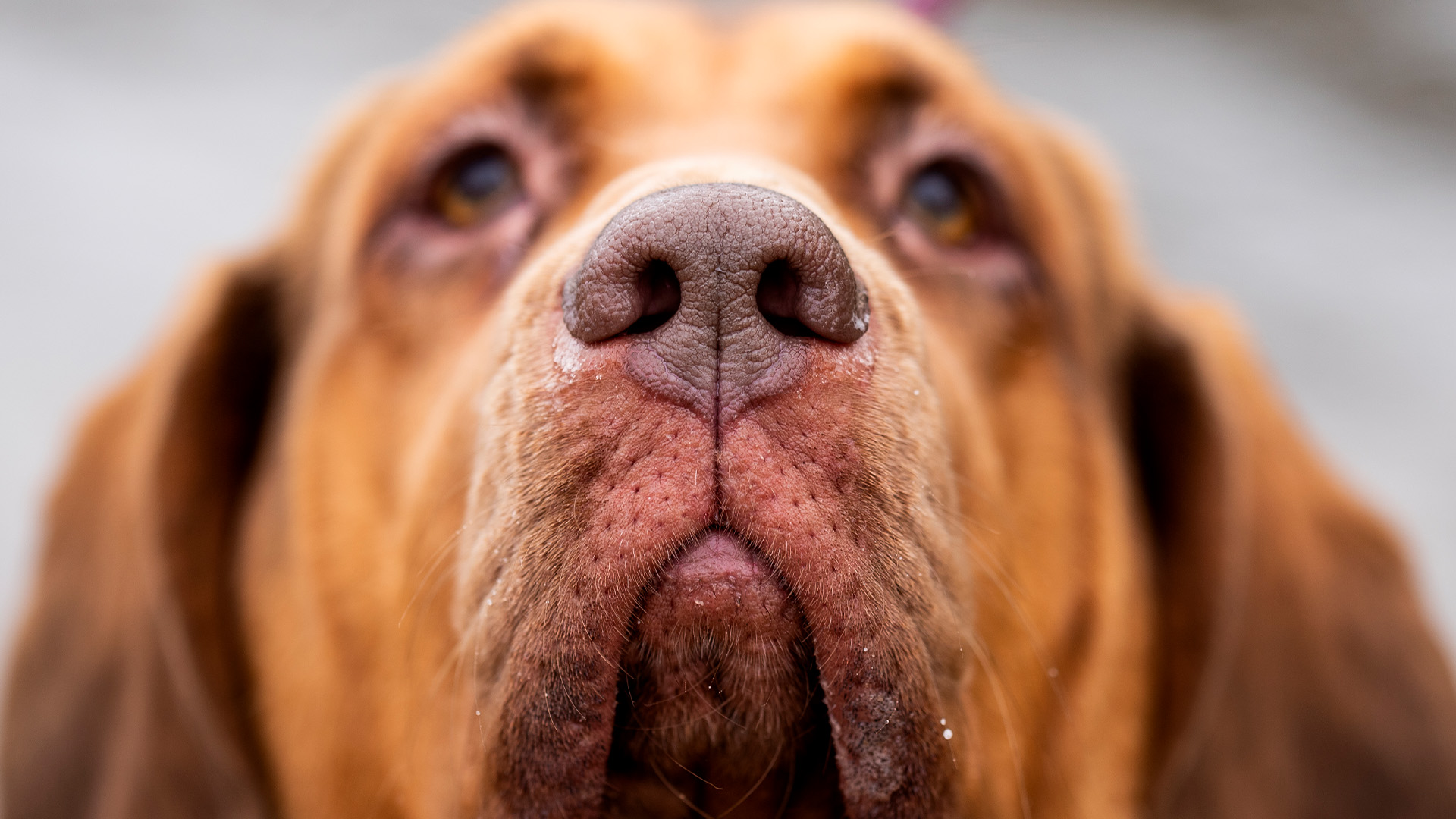 18 scent hounds with powerful noses