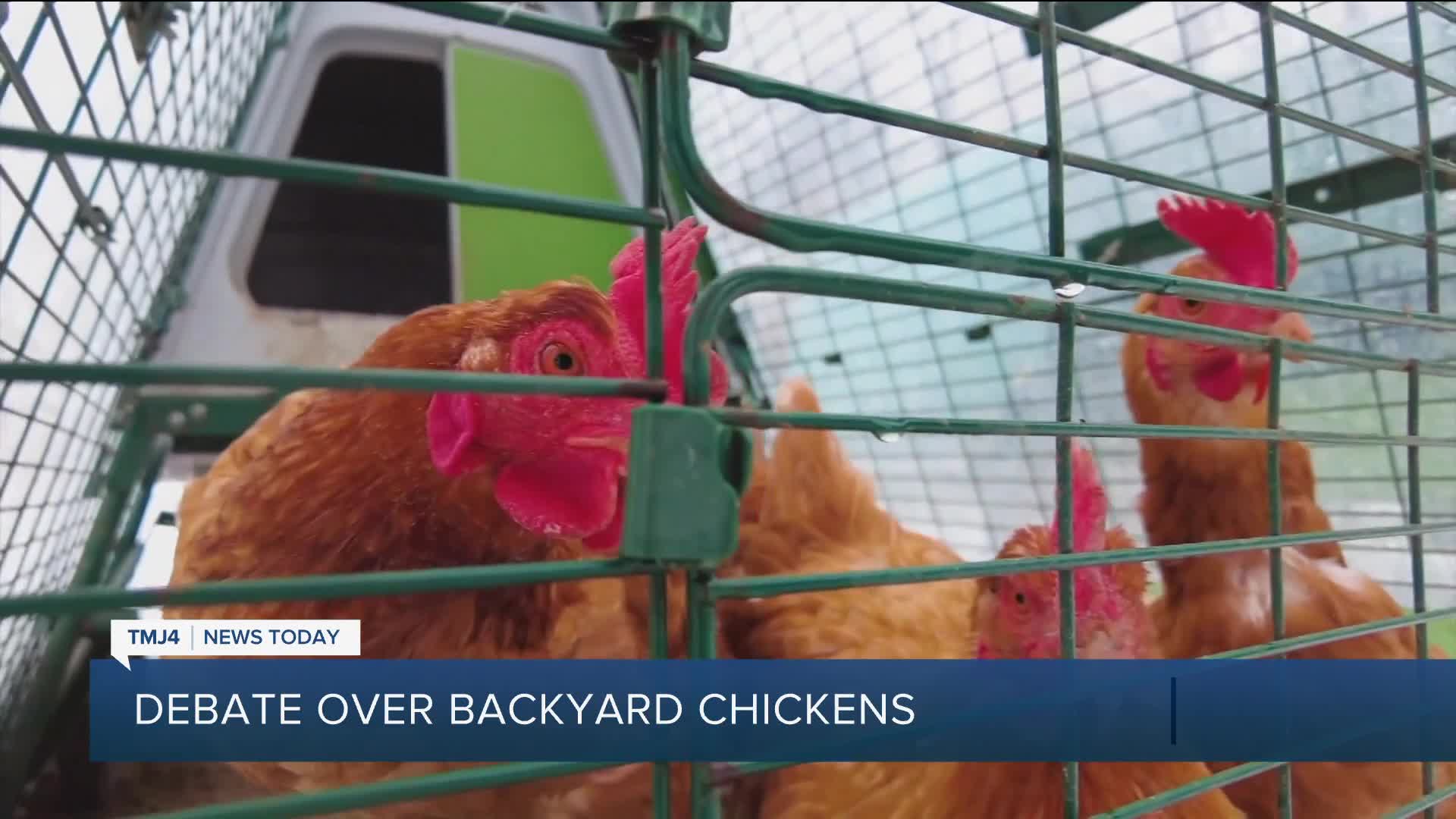 Brookfield couple pushing for statewide backyard chicken law