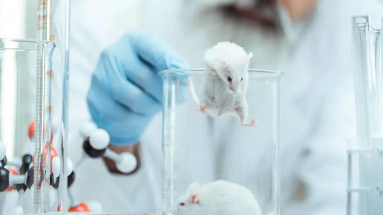 Donald Trump confuses transgenic mice with 'transgender mice'; what are ...
