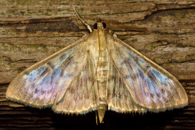 What Is Moth Night In The UK And When Does It Take Place?