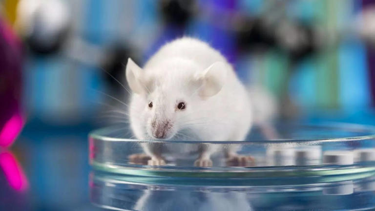 Donald Trump confuses transgenic mice with 'transgender mice'; what are ...