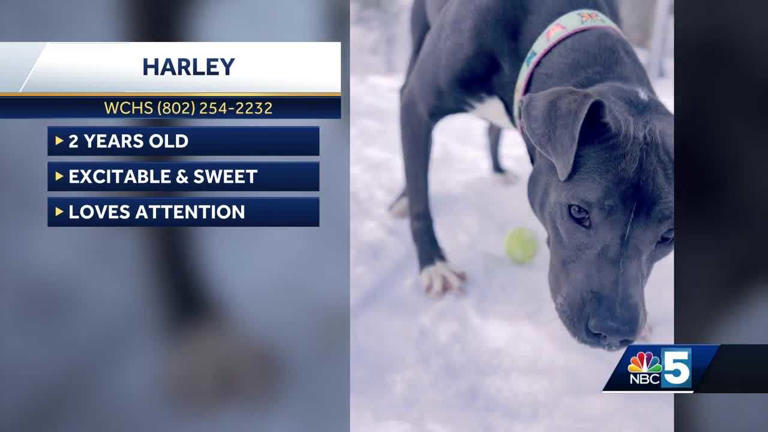 Pet Connection: This dog will be your very best friend