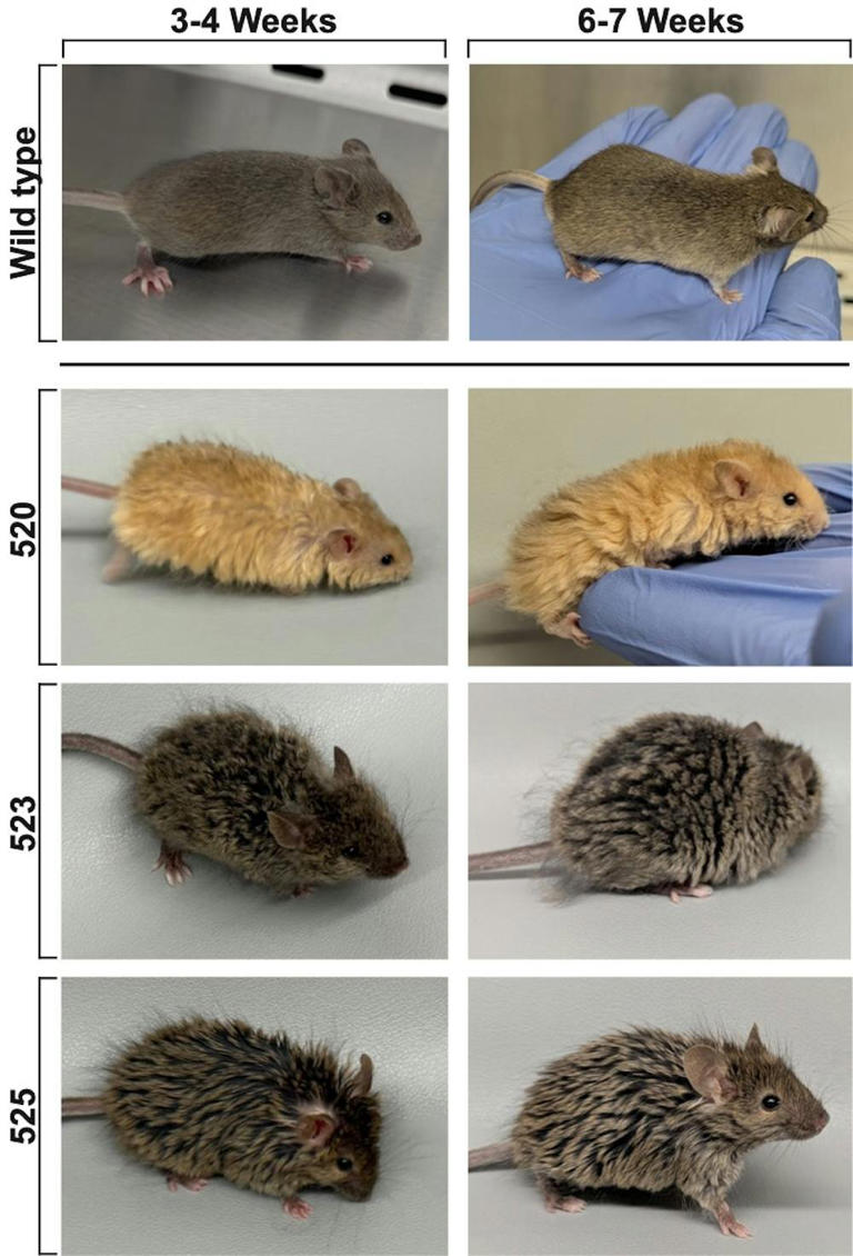 Woolly mice are cute and impressive—but they won't bring back mammoths ...