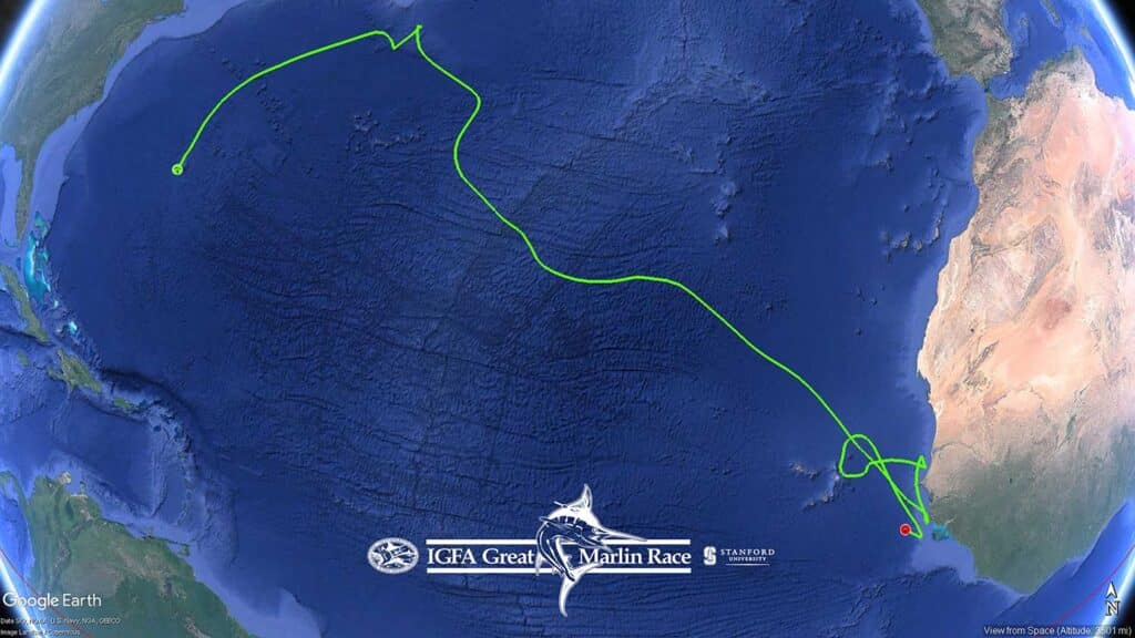 IGFA Great Marlin Race Kicks Off 2025 Showing an Impressive Trans ...