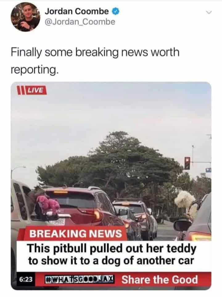 40 Funny Dog Memes That’ll Have You Howling With Laughter (March 6, 2025)