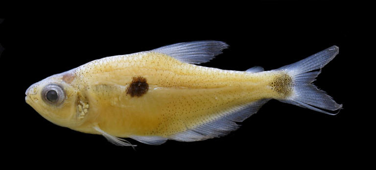 Las cuatro nuevas especies de peces que hallaron en el Amazonas y el ...