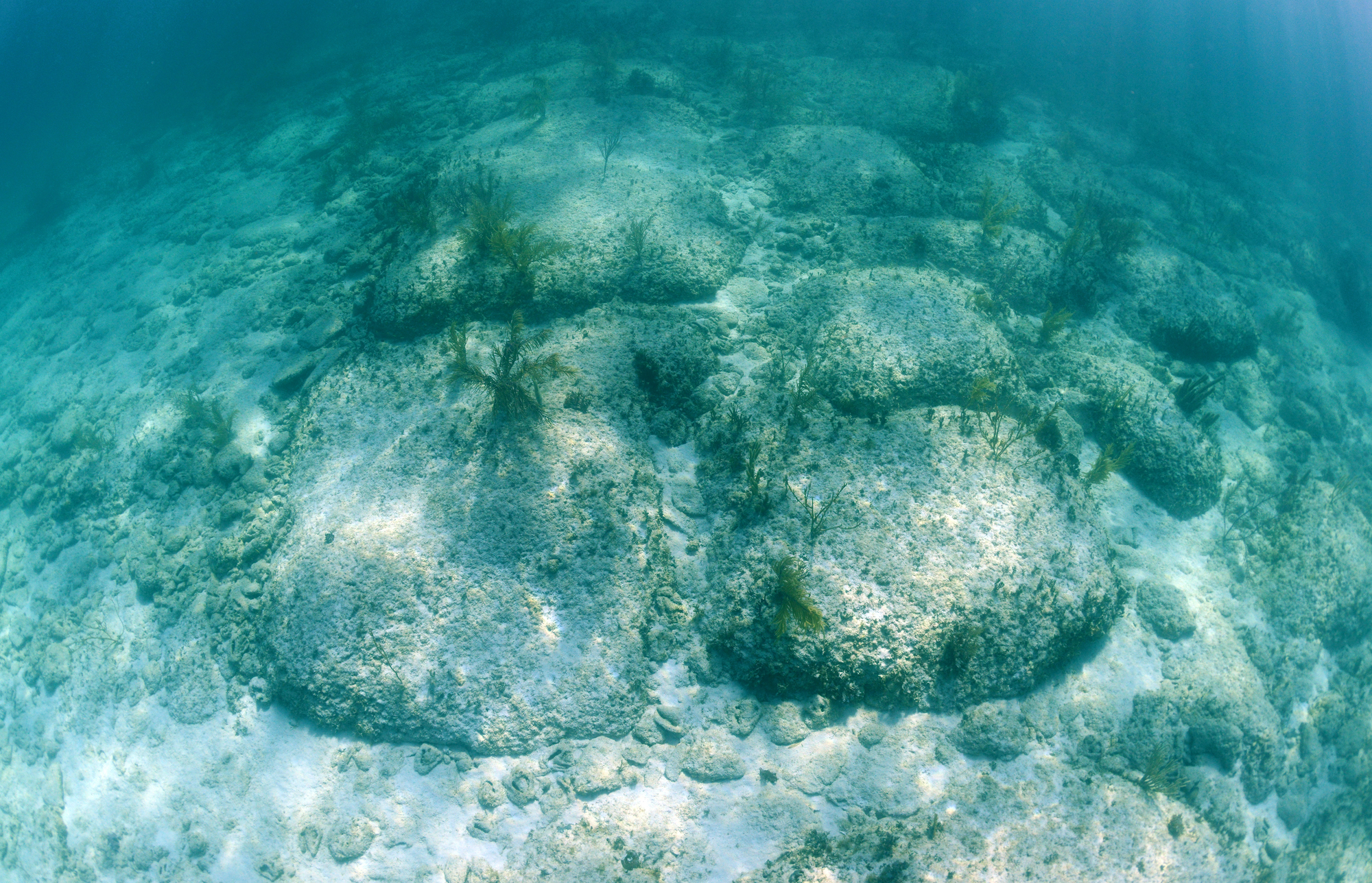 20 deep-sea discoveries that raise unsettling questions