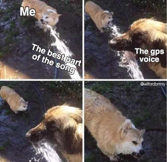 40 Funny Dog Memes That’ll Have You Howling With Laughter (March 6, 2025)