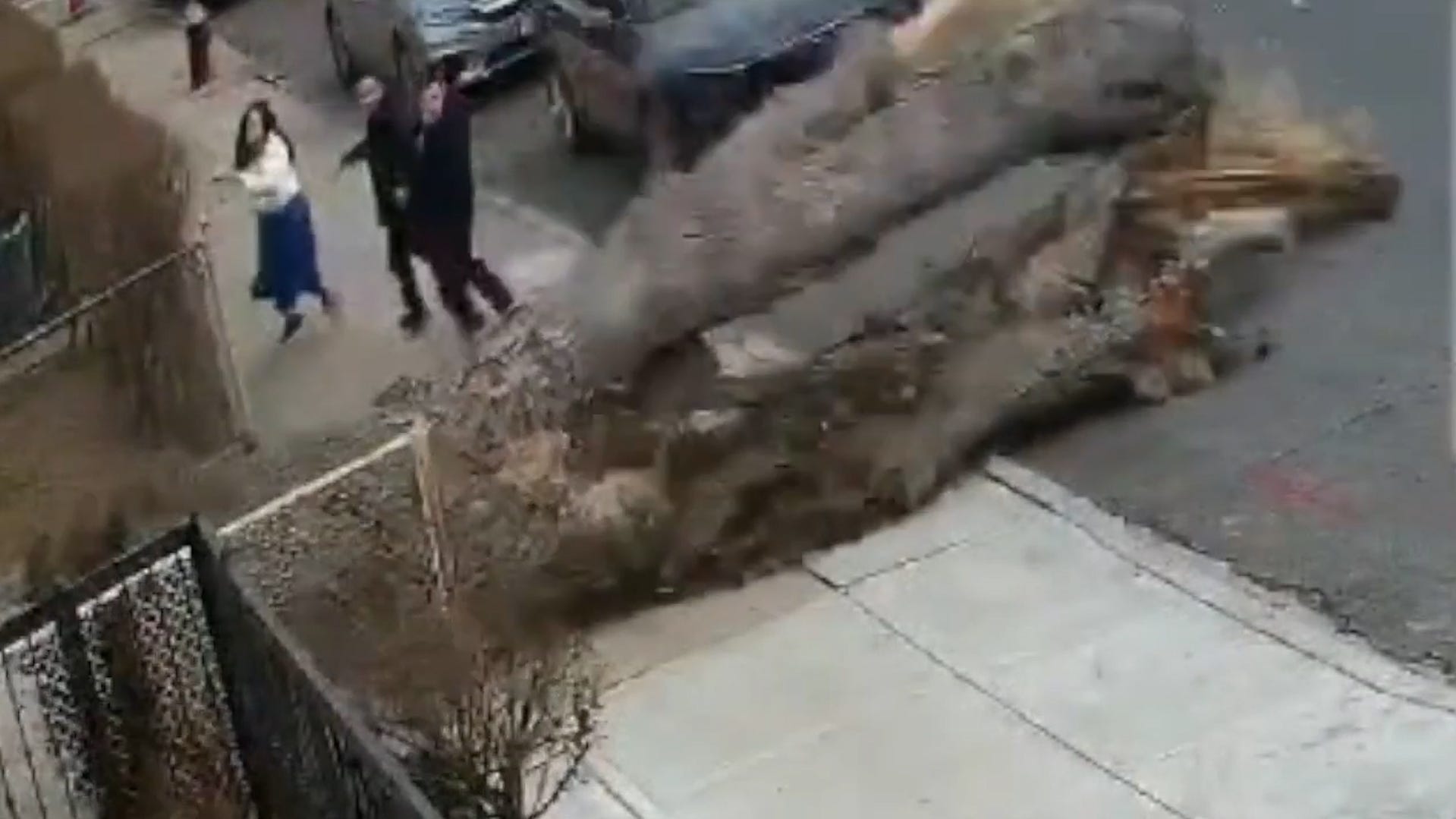 Surveillance video captures dramatic near miss as large tree falls ...