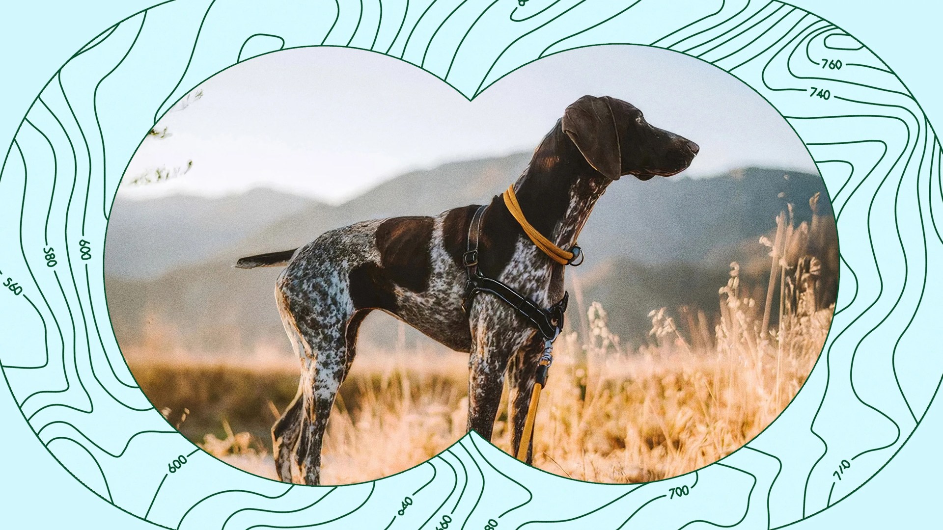 The 25 Dog Accessories Every Pup Parent Needs