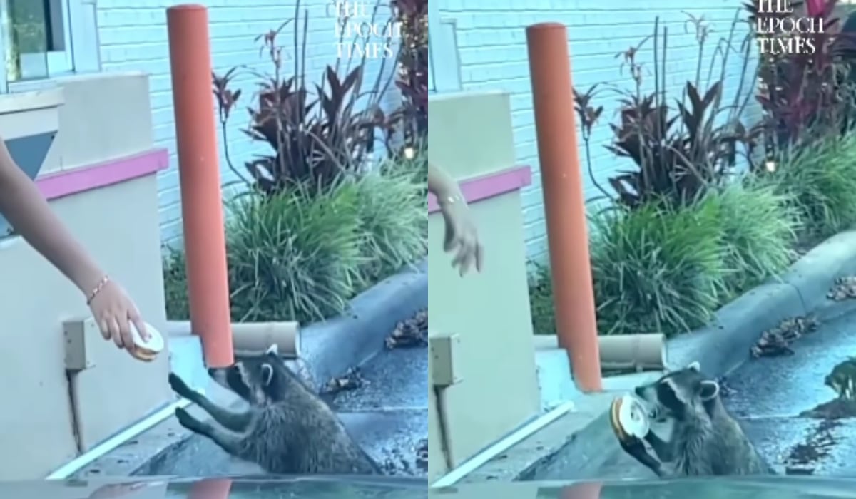 Joven graba a un mapache pidiendo comida por la ventanilla de una ...
