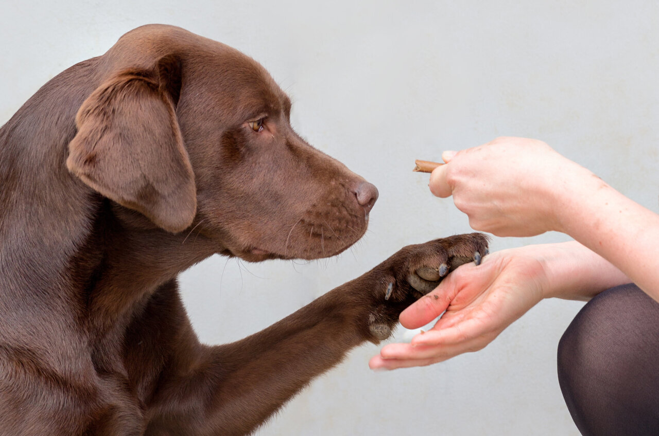 Labrador study uncovers genetic ties to human obesity, highlighting ...