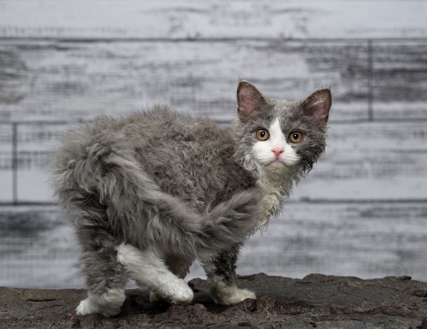 9 Adorable Cat Breeds with Curly Hair
