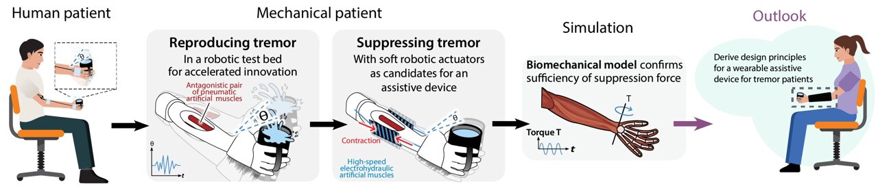Innovative biorobotic arm uses artificial muscles to combat tremors ...