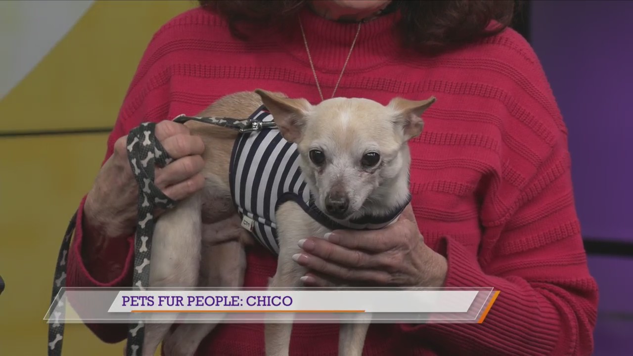 Pets Fur People: Chico