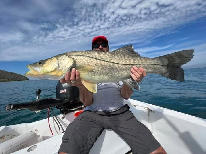 Pez robalo, depredador clave en ecosistemas costeros