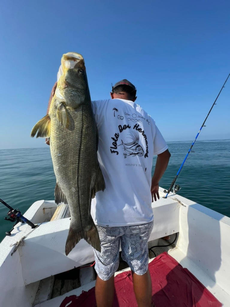 Pez robalo, depredador clave en ecosistemas costeros