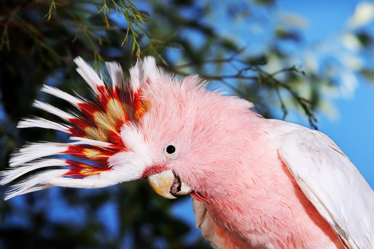 Baby Moluccan Cockatoo Looks Like a Super Rare Pokemon and Everyone's ...