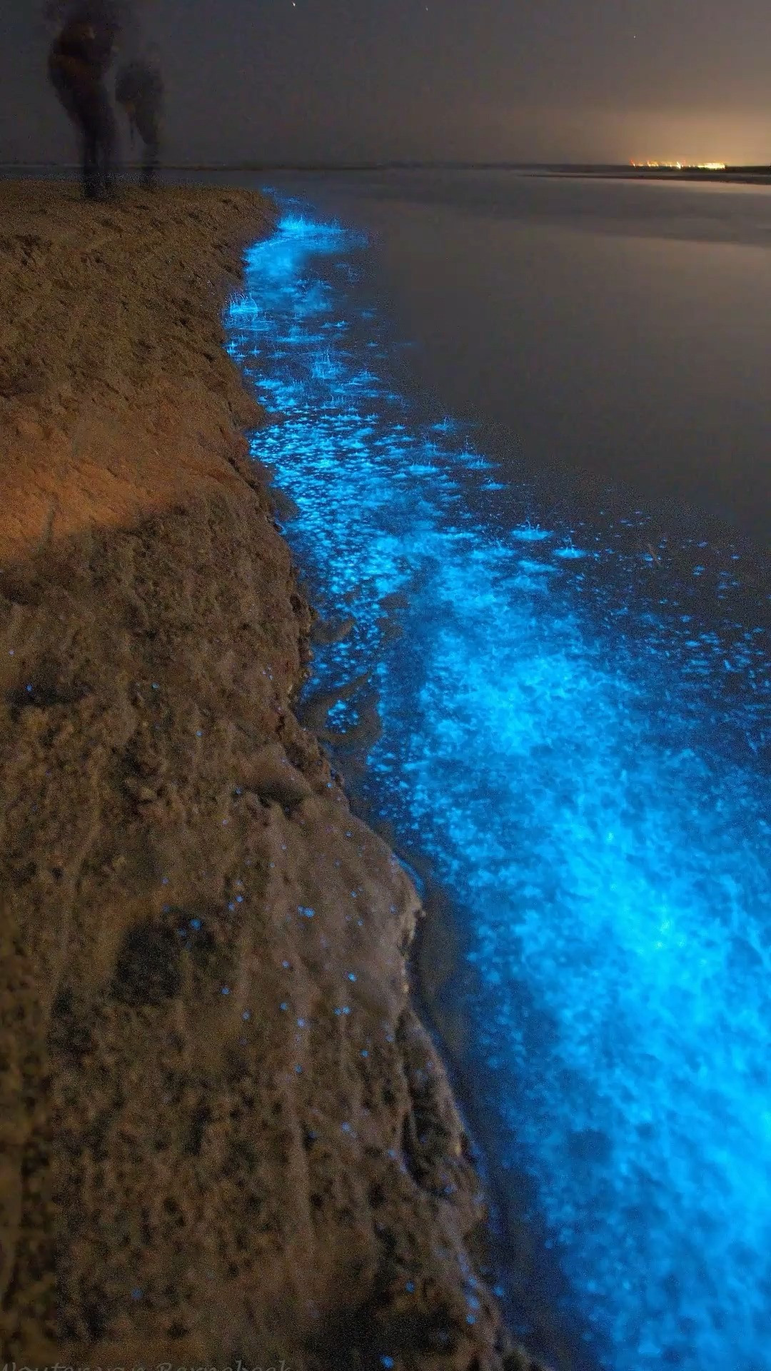 Wat is zeevonk en waarom licht het op in de zee?