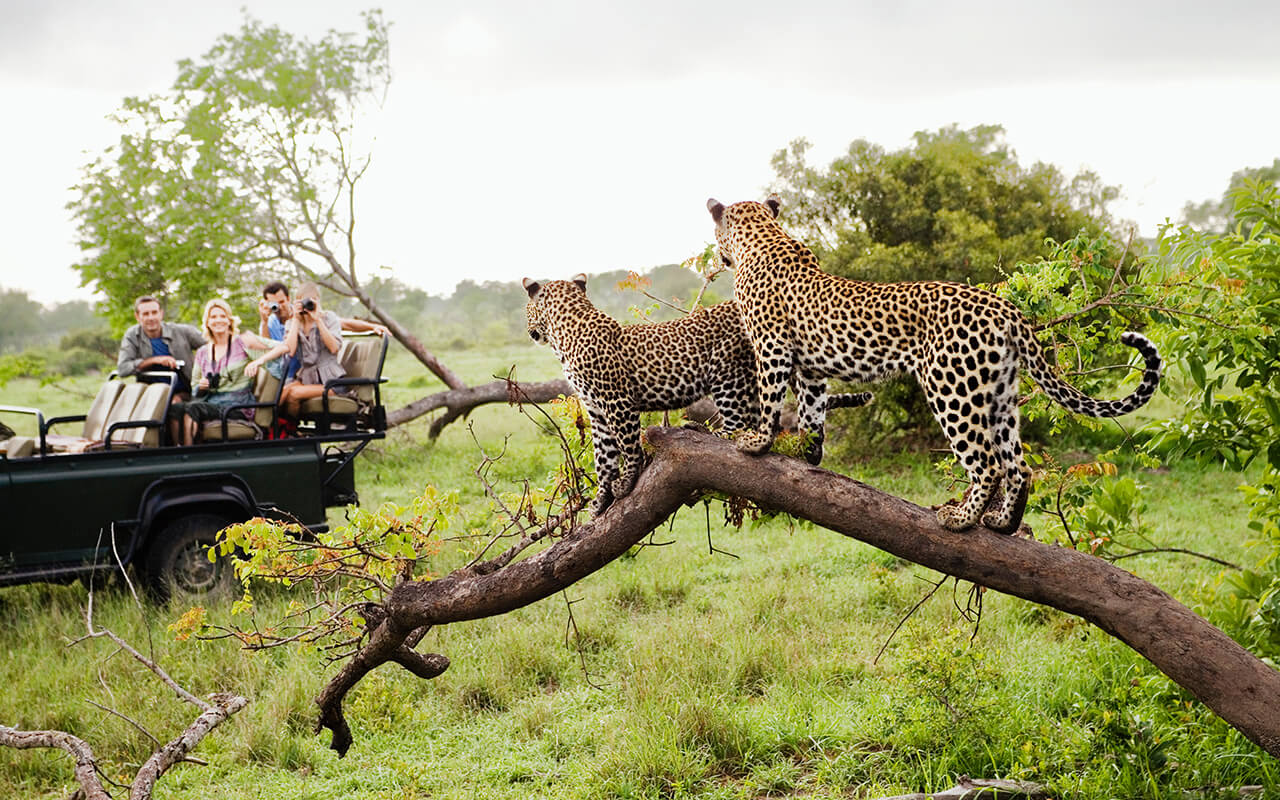 12 top global destinations for safaris