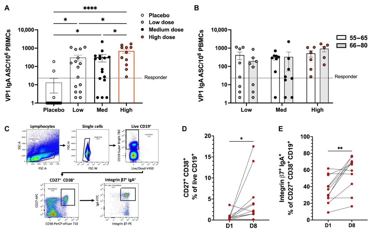Oral norovirus vaccine passes safety testing with a strong immune ...