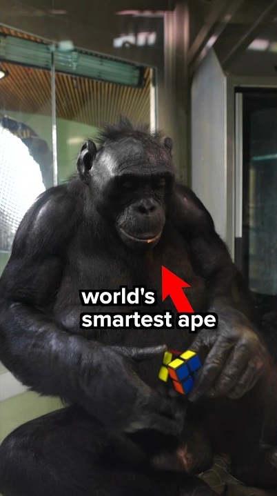 I Taught An Ape To Solve A Rubik's Cube #rubikspartner