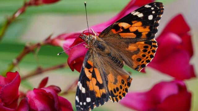 Alarming new data on butterfly decline in the U.S.