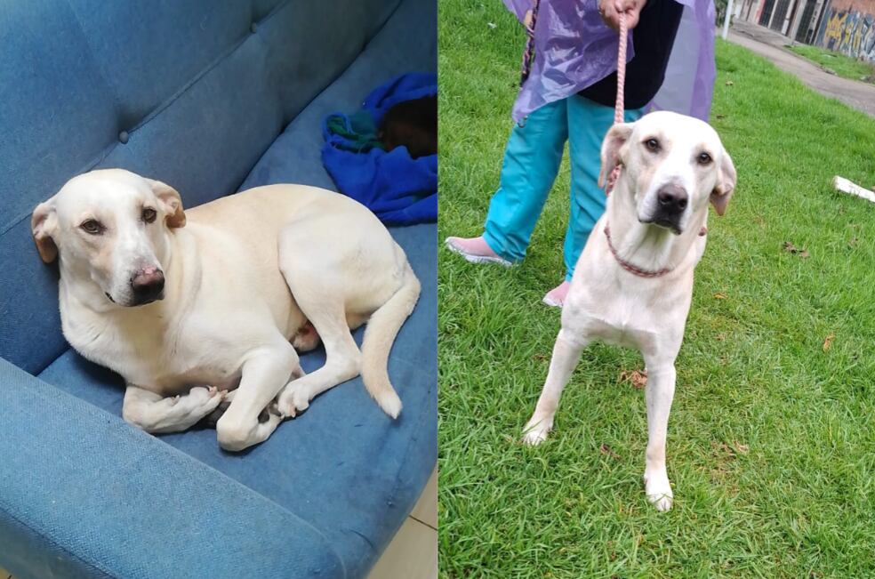 “Nadie pregunta por él”: un perrito lleno de cariño busca hogar en Bogotá