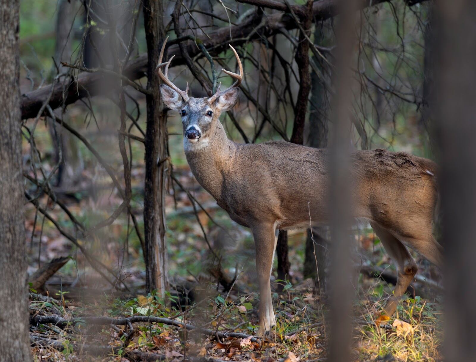 Arkansas deer harvest increases, just short of 200,000